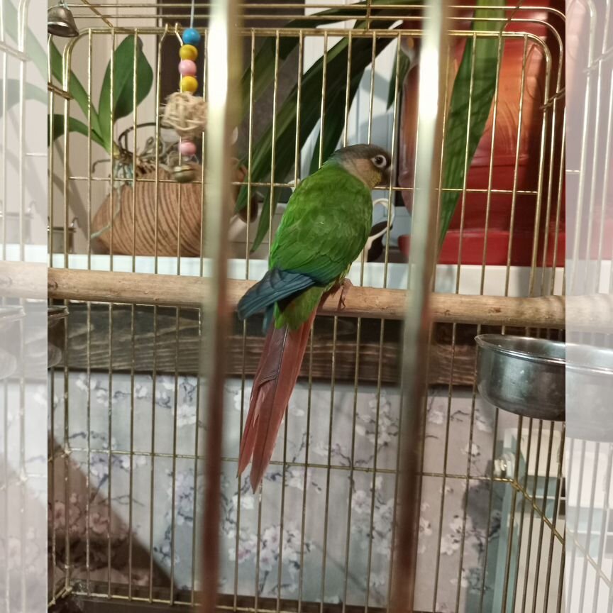 Попугай пирура