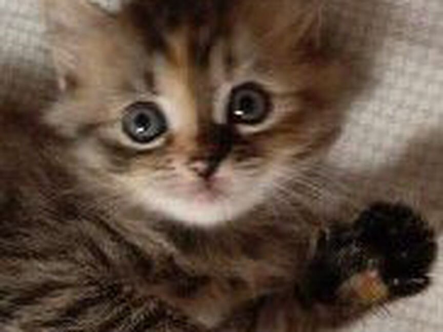 Котенок добрые руки, бесплатно