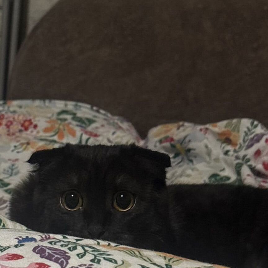 Шотландский вислоухий короткошёрстный котёнок