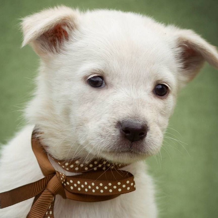 Щенок в добрые руки