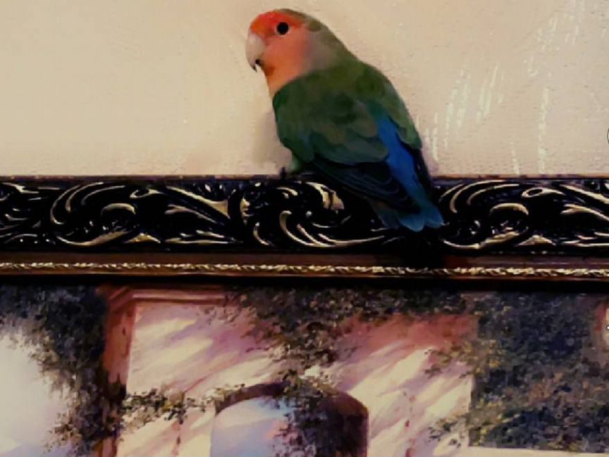 Попугай неразлучник с огромной клеткой