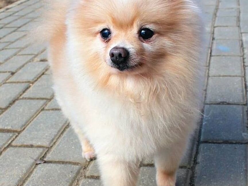 Померанский шпиц мальчик в добрые руки