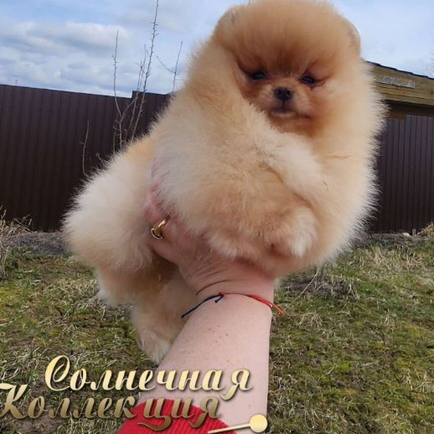 Померанский шпиц, щенок