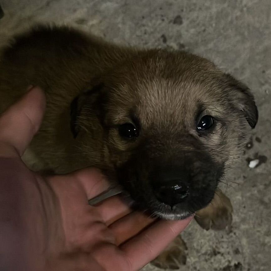 Щенок в добрые руки