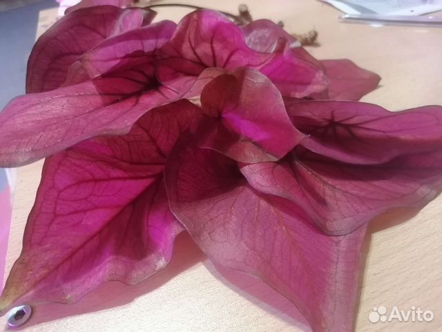 Каладиум клубни купить в Москве | Товары для дома и дачи | Авито