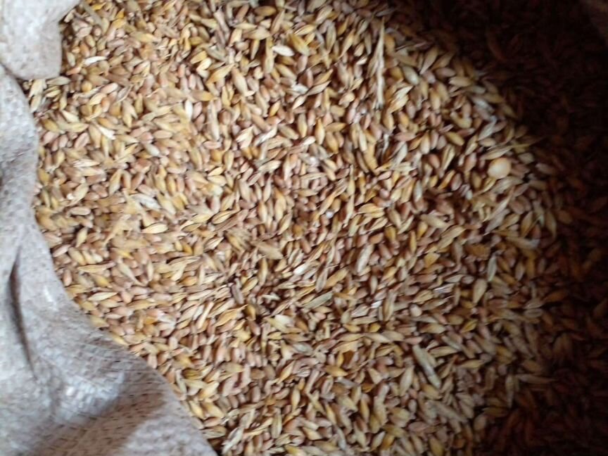 Корма для сельскохозяйственны х животных