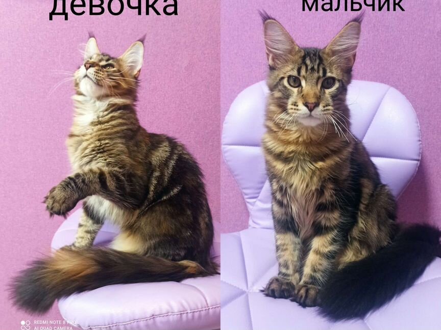 Котята мейн-кун