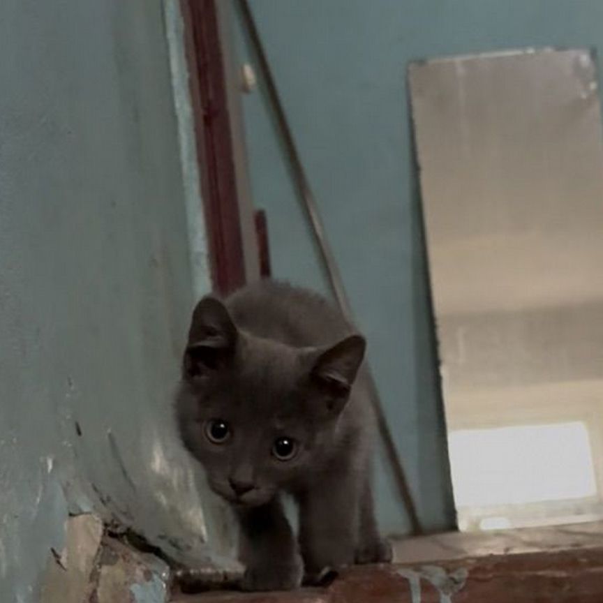 Метис русская голубая кошка