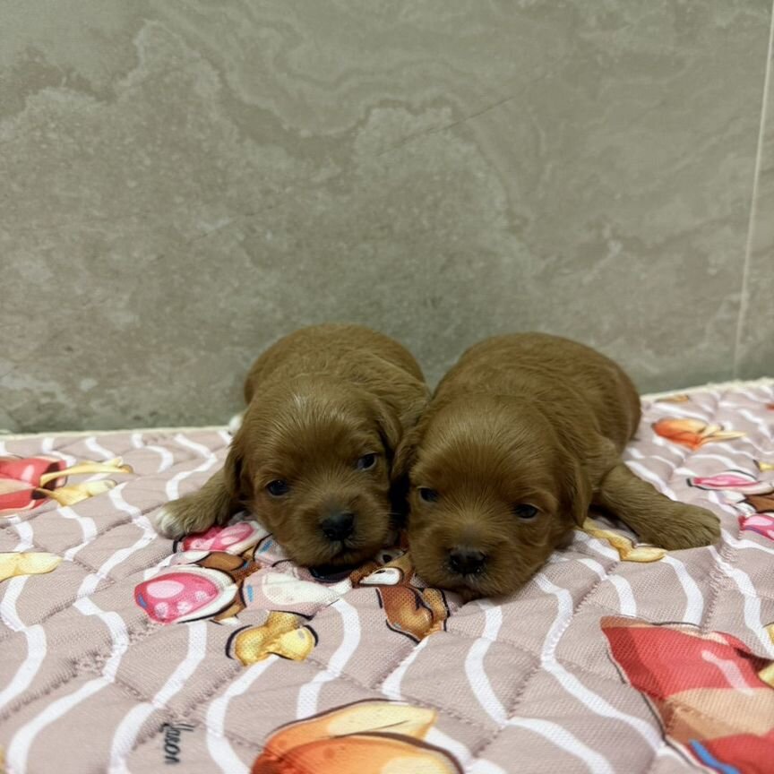 Мальтипу f1 мини мальчики карамельные