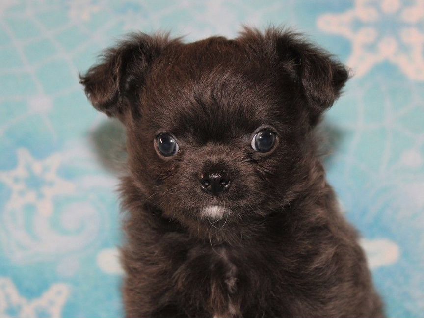 Кобели в голубом и голубо-пал. окрасе г.ш. и д.ш