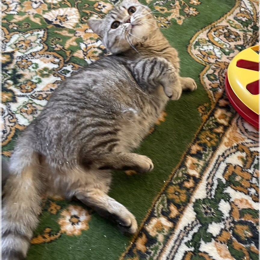 Манчкин, взрослая кошка