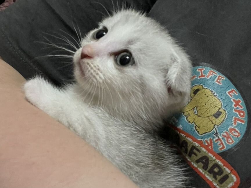 Кот смесь шотландки и британца