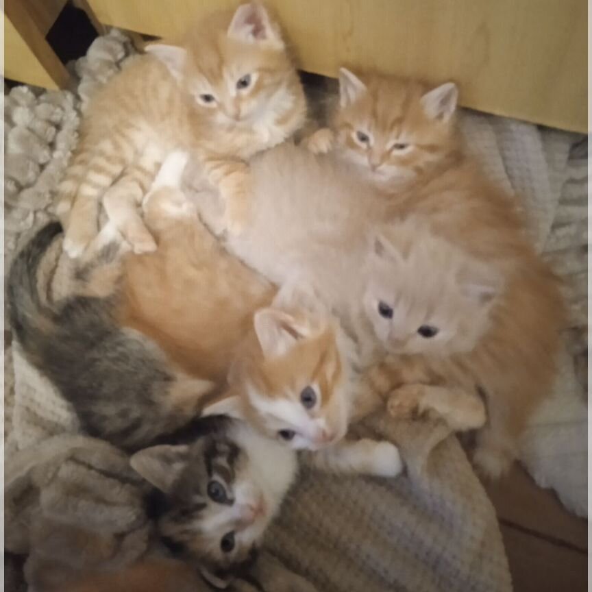 Сибирский котёнок