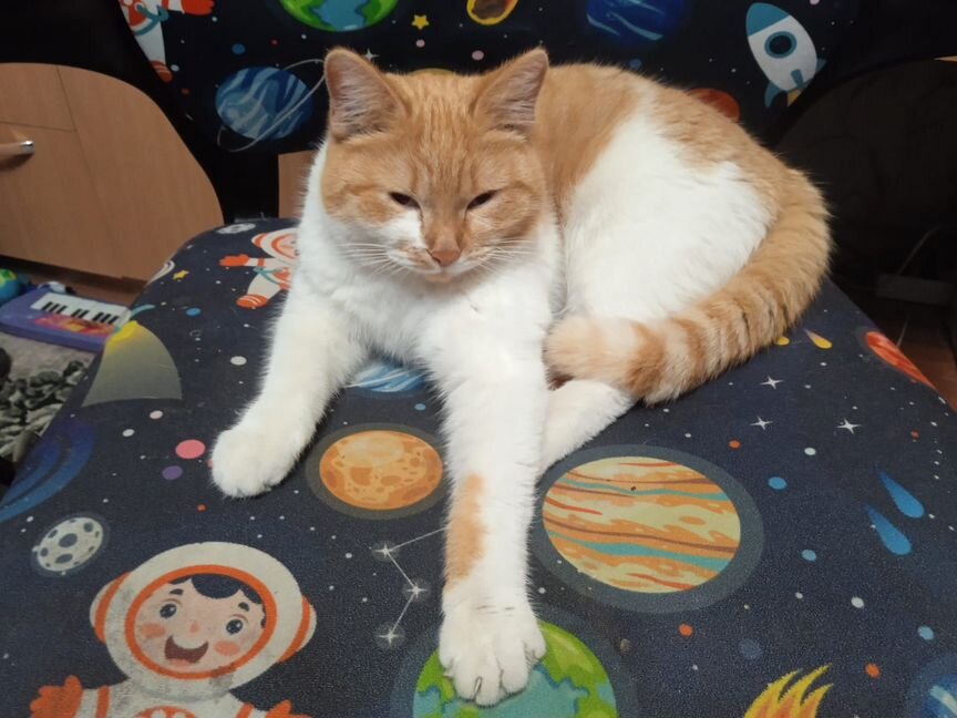 Кошечка Кыся деревенская