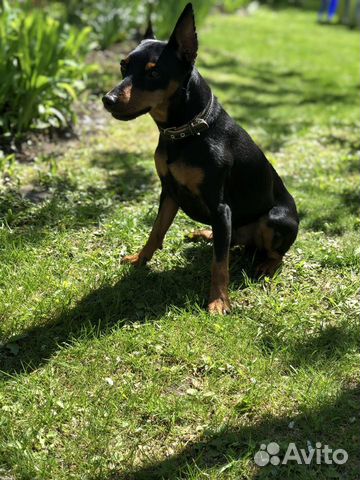 Цвергпинчер в добрые руки