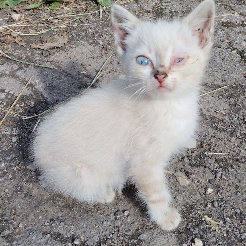 Сиамский котёнок