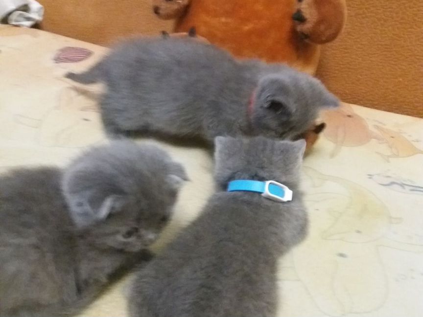 Британские котята