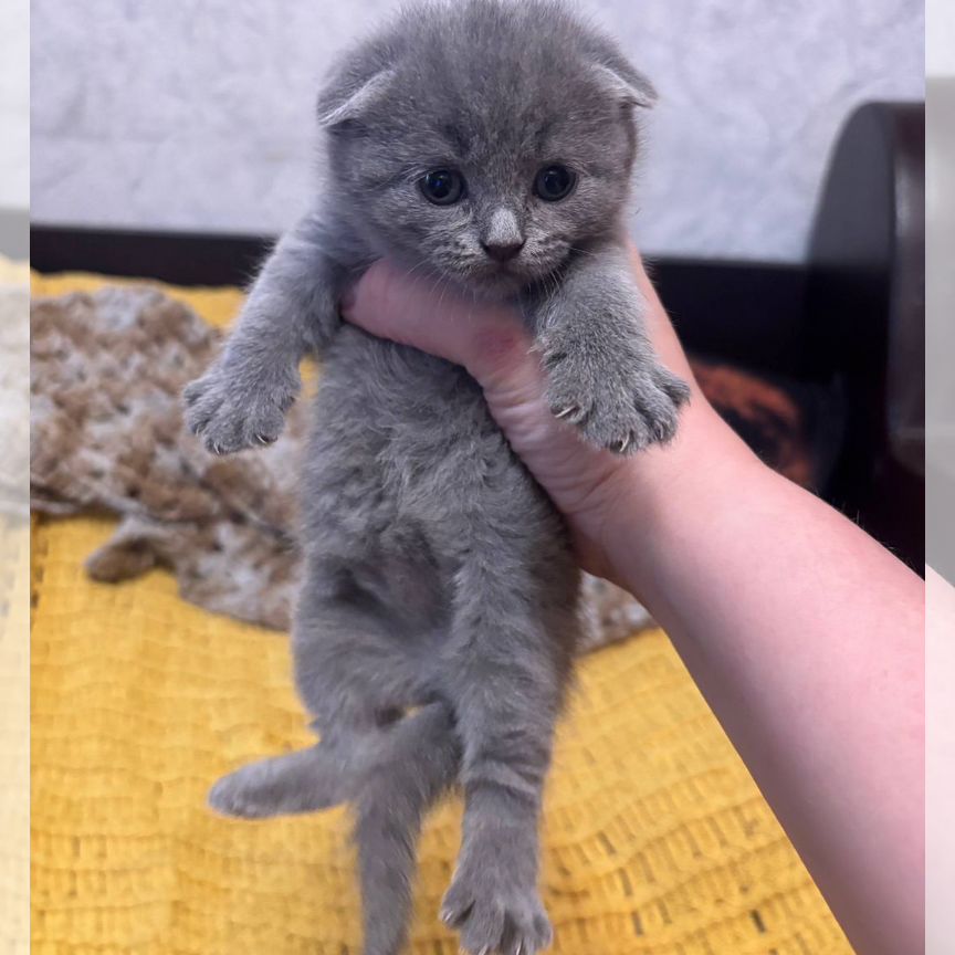 Шотландский вислоухий короткошёрстный котёнок