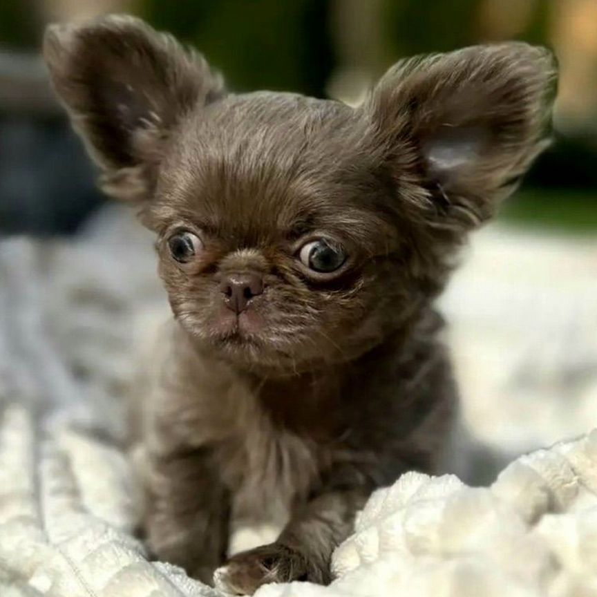 Чихуахуа, щенок