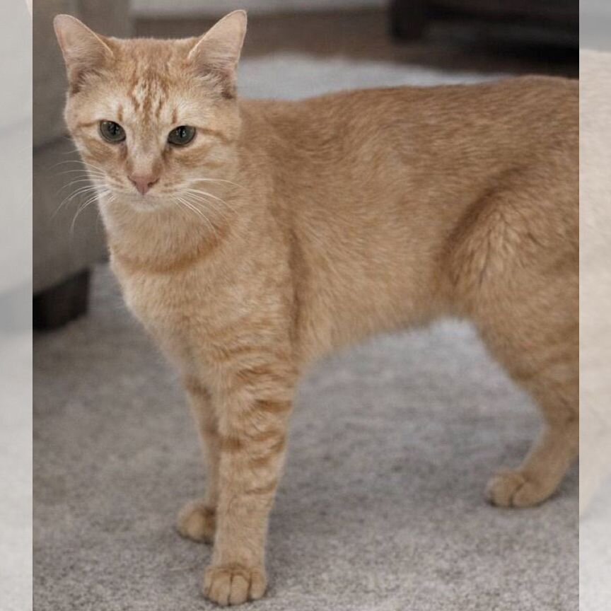 Взрослый кот в добрые руки