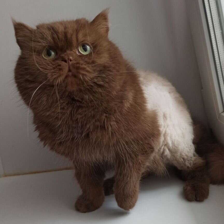 Красивый британский котик в заботливые руки