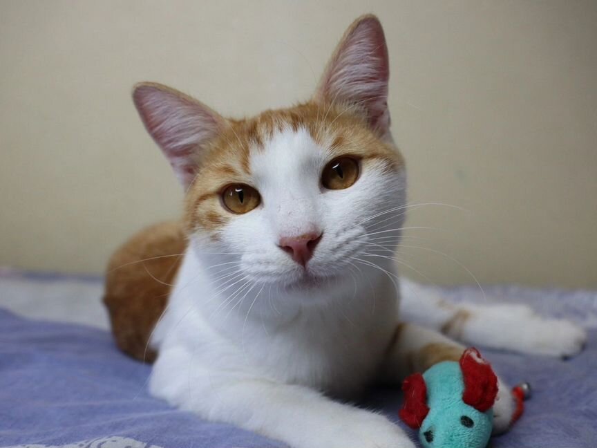Котик в добрые руки бесплатно