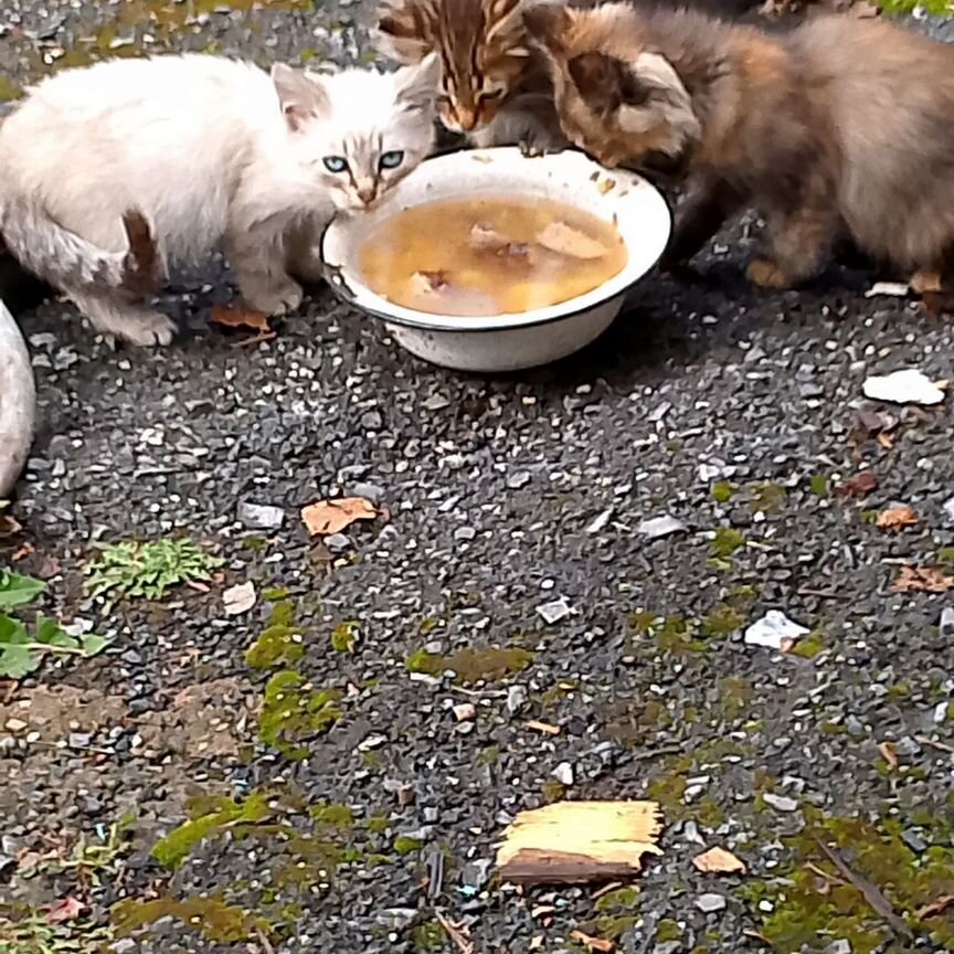 4котенка ждут своих хозяев