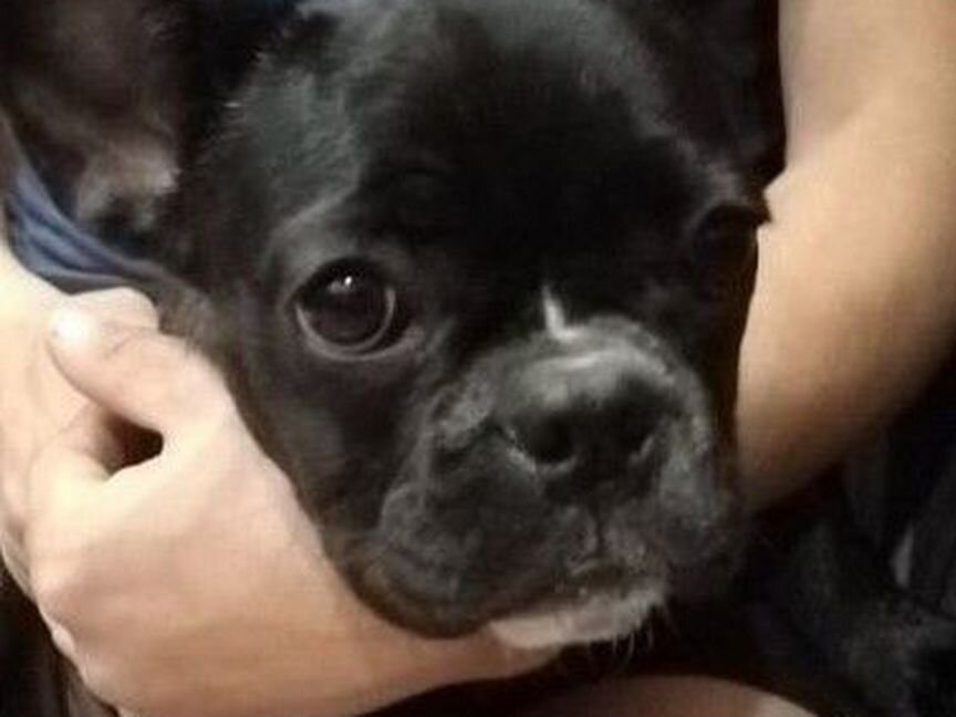 Французский бульдог