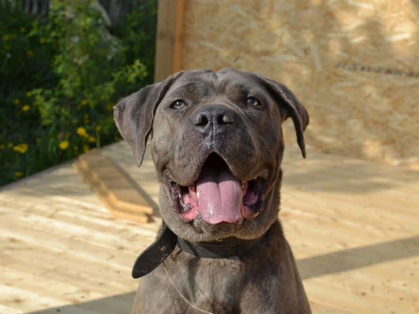 Кане корсо в добрые руки