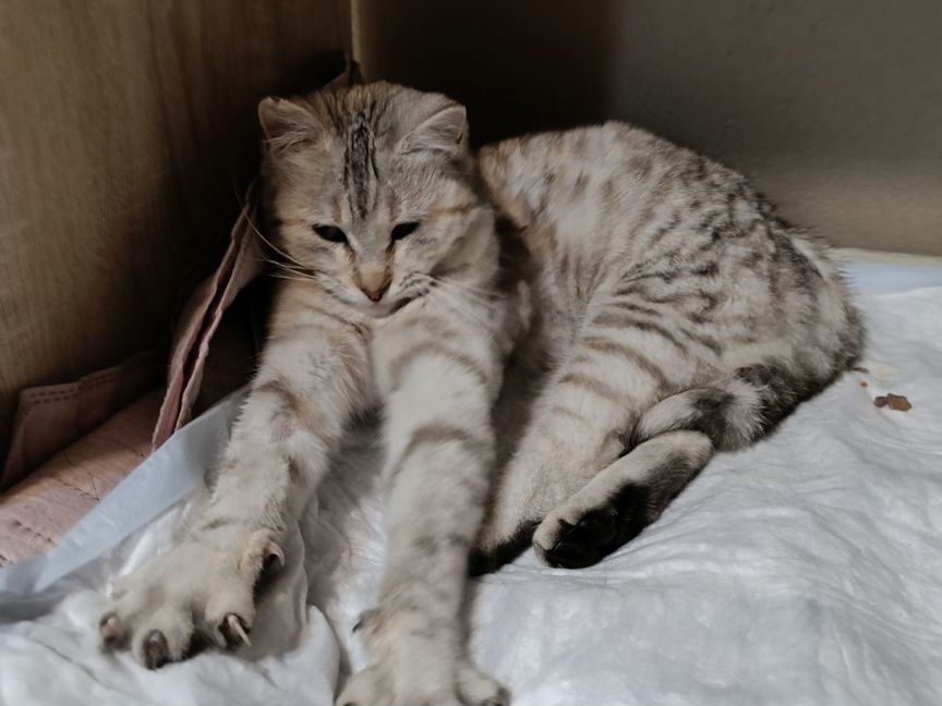 Кошка в дар бесплатно, 9 месяцев