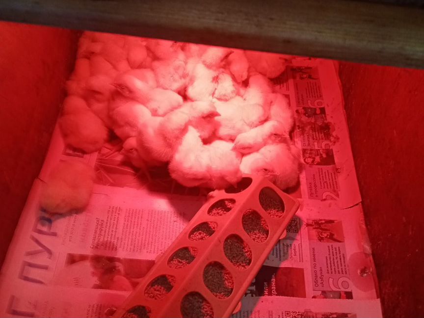 Цыплята бройлеры кобб 500