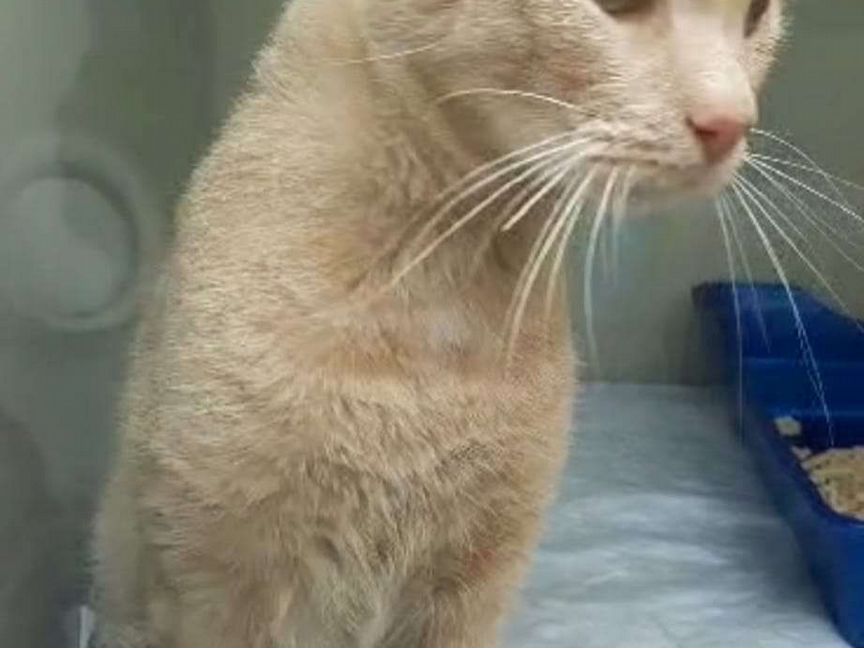Котик