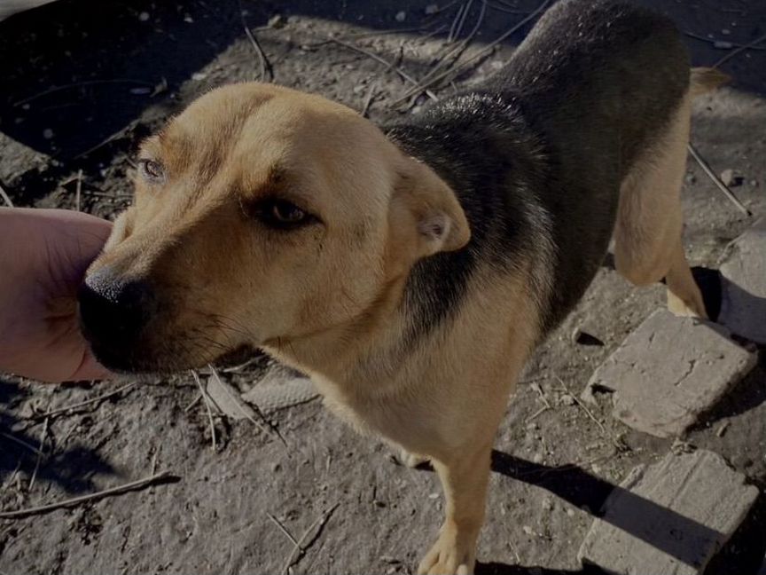 Собака в добрые руки