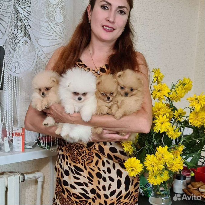 Померанский шпиц мини померашки