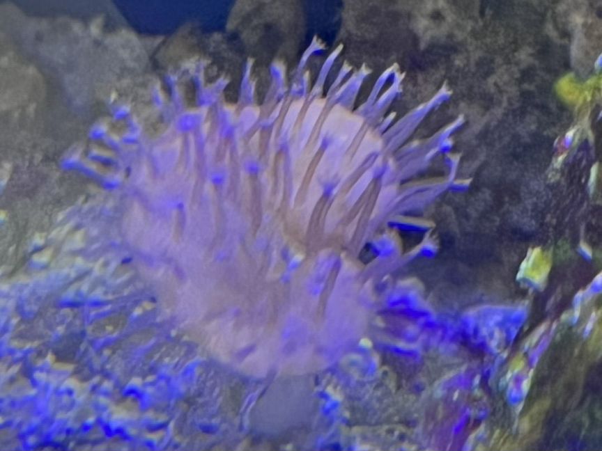 Саркофитон