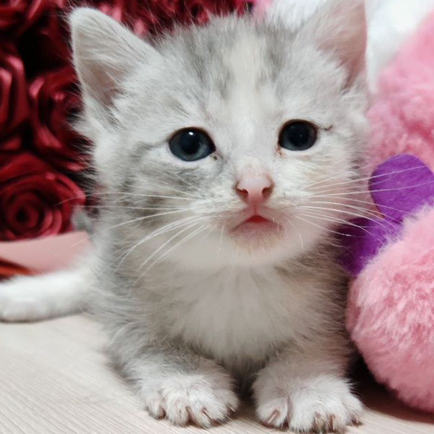 Котёнок в добрые руки