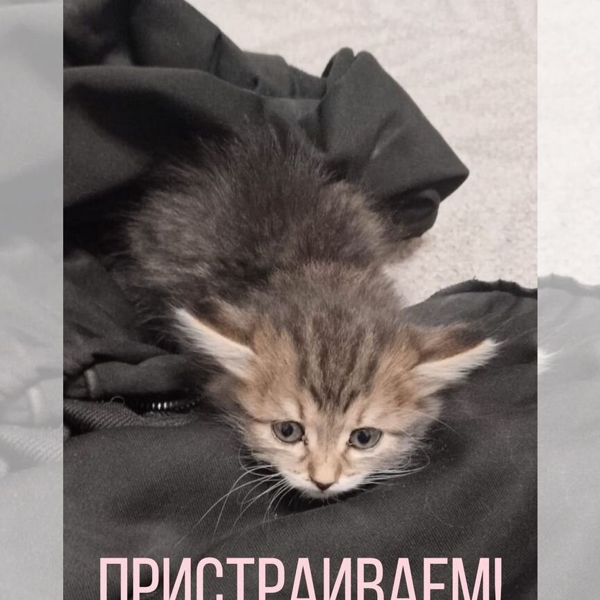 Котёнок в добрые руки