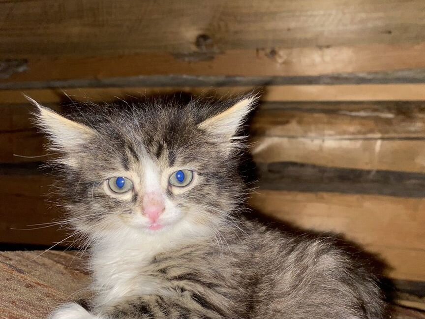 Кошки в добрые руки бесплатно