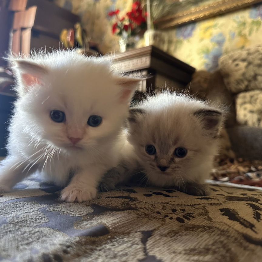 Котенок Невская Маскарадная