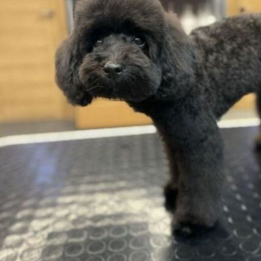 Миниатюрный пудель щенки