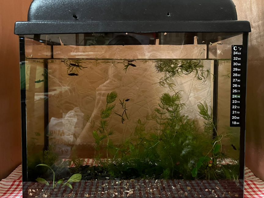 Аквариум с рыбками и оборудованием