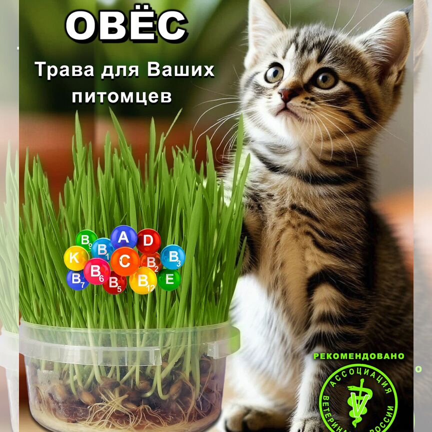 Трава для кошек, набор для выращивания, экоогород