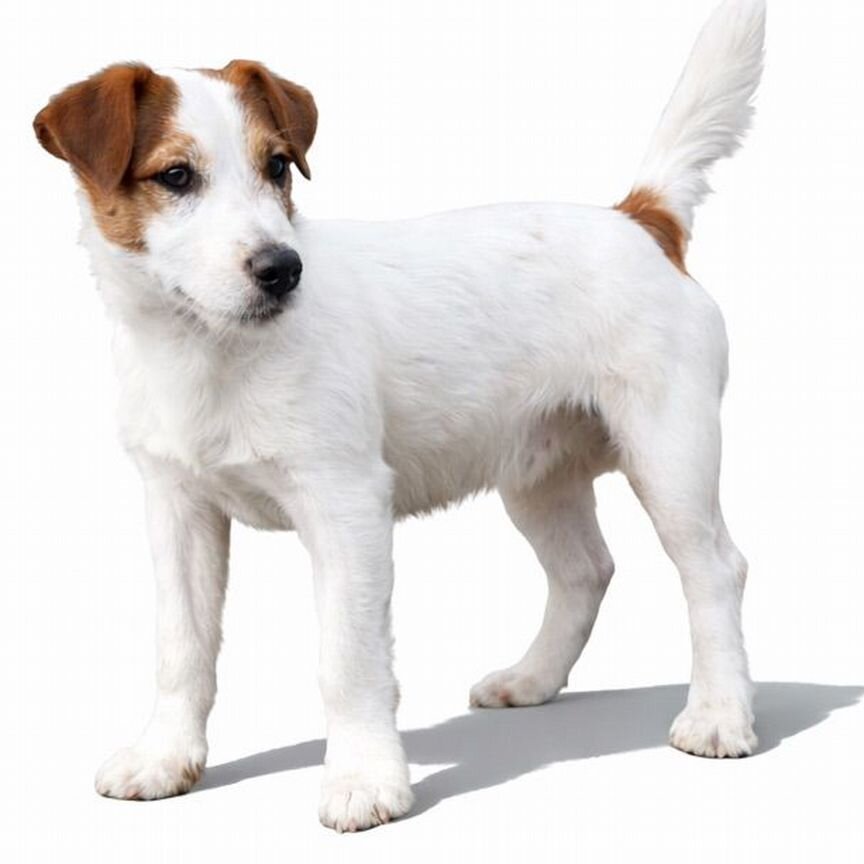 Джек-рассел-терьер, вязка