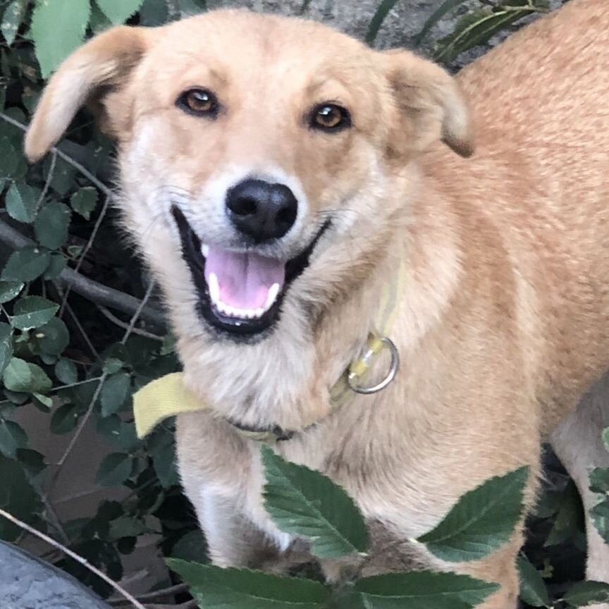 Собака в добрые руки