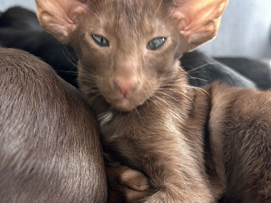 Ориентальные котята с документами