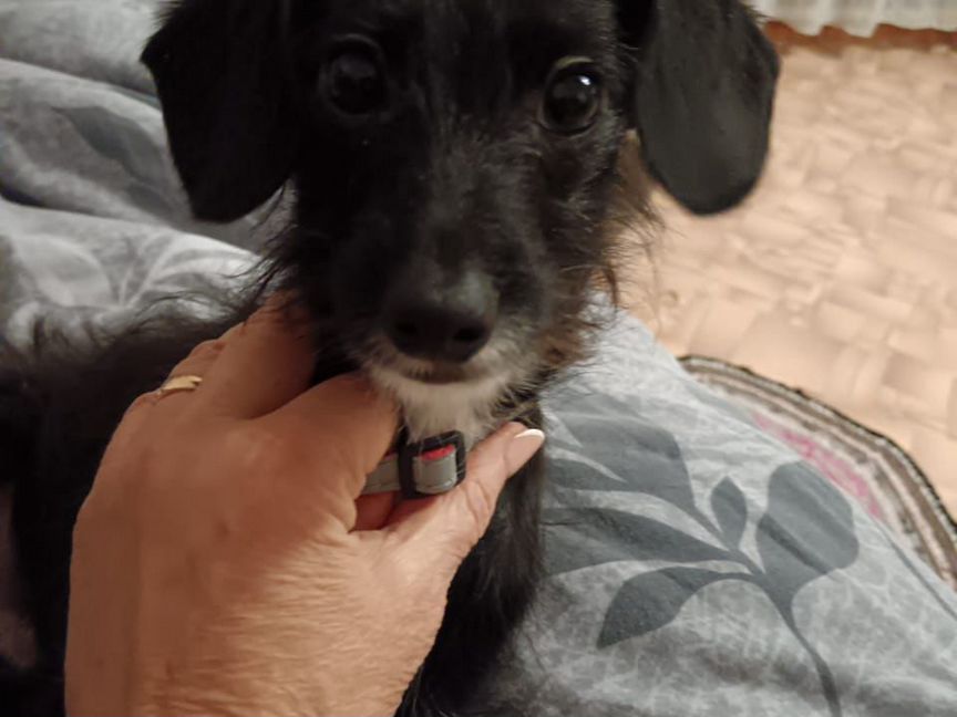 Собака в добрые руки маленькая порода