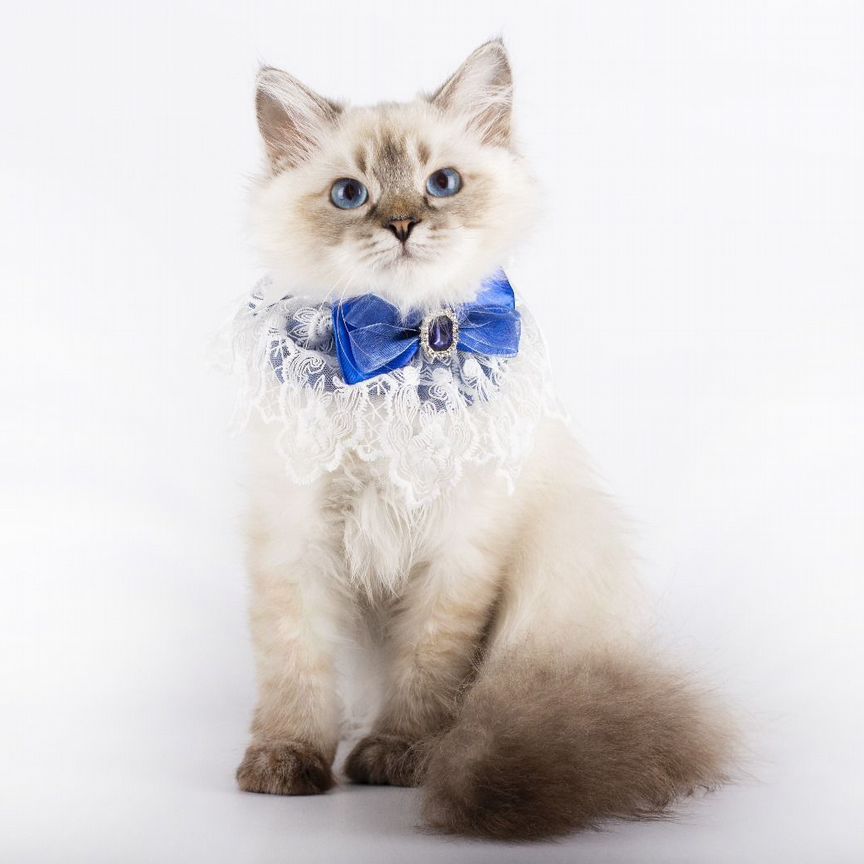 Невские маскарадные котики