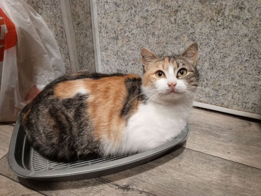 Кошечка дворянской породы