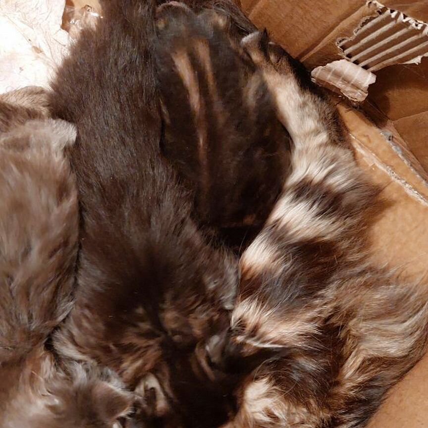 Котята от мамы мейн- куна