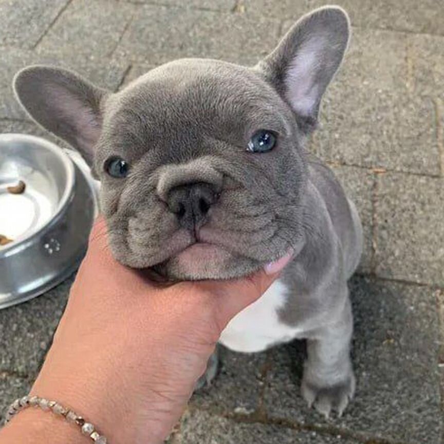 Французский бульдог, щенок